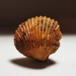 Shell Agatized Clam 17x13mm 17.80Crts - Gold Crown Jewelry