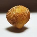 Shell Agatized Clam 20x14mm 22.60Crts - Gold Crown Jewelry